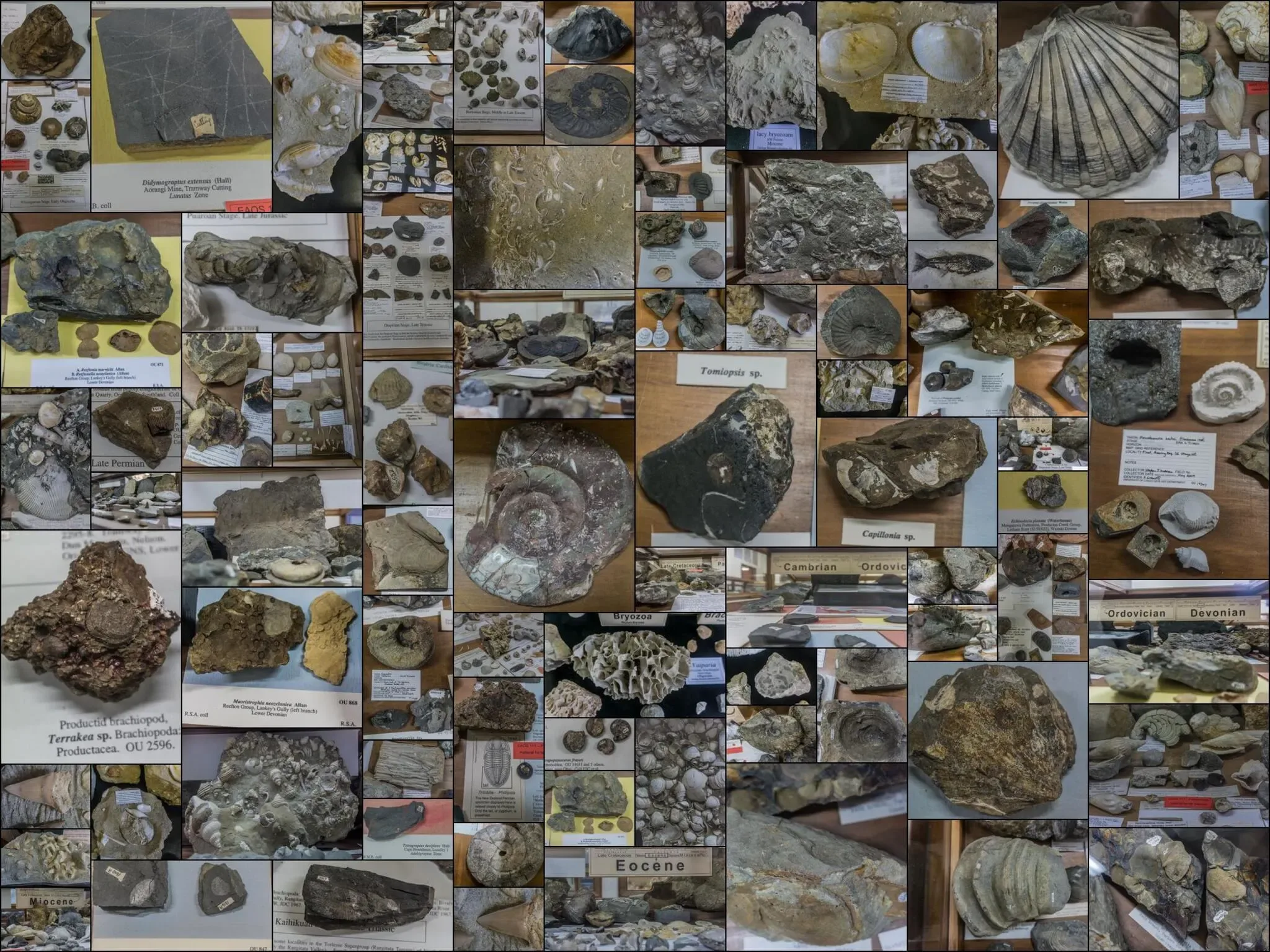 165 photos of Prehistoric Sea-Life - FlippedNormals