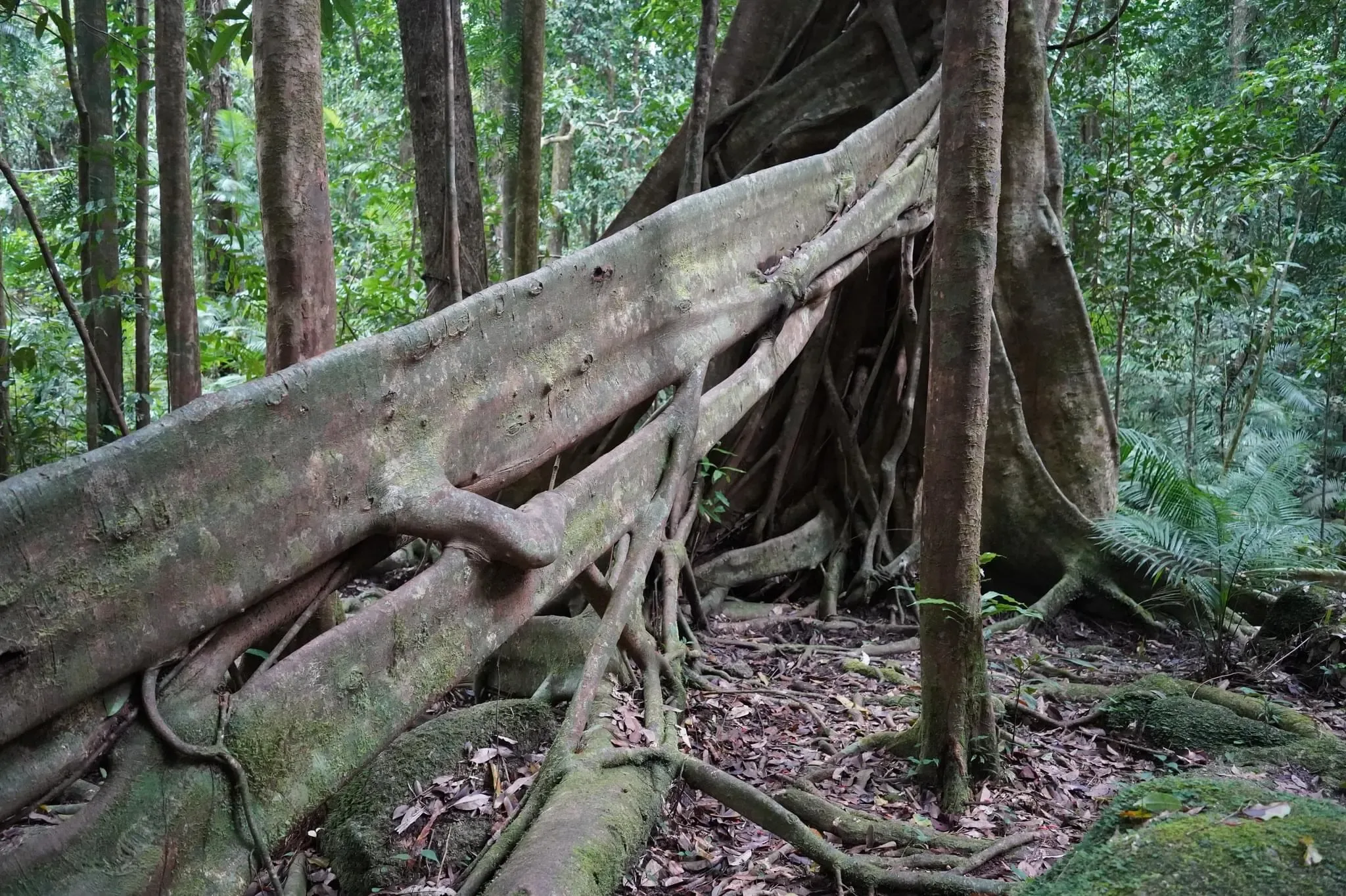 178 photos of Large Tropical Trees - FlippedNormals