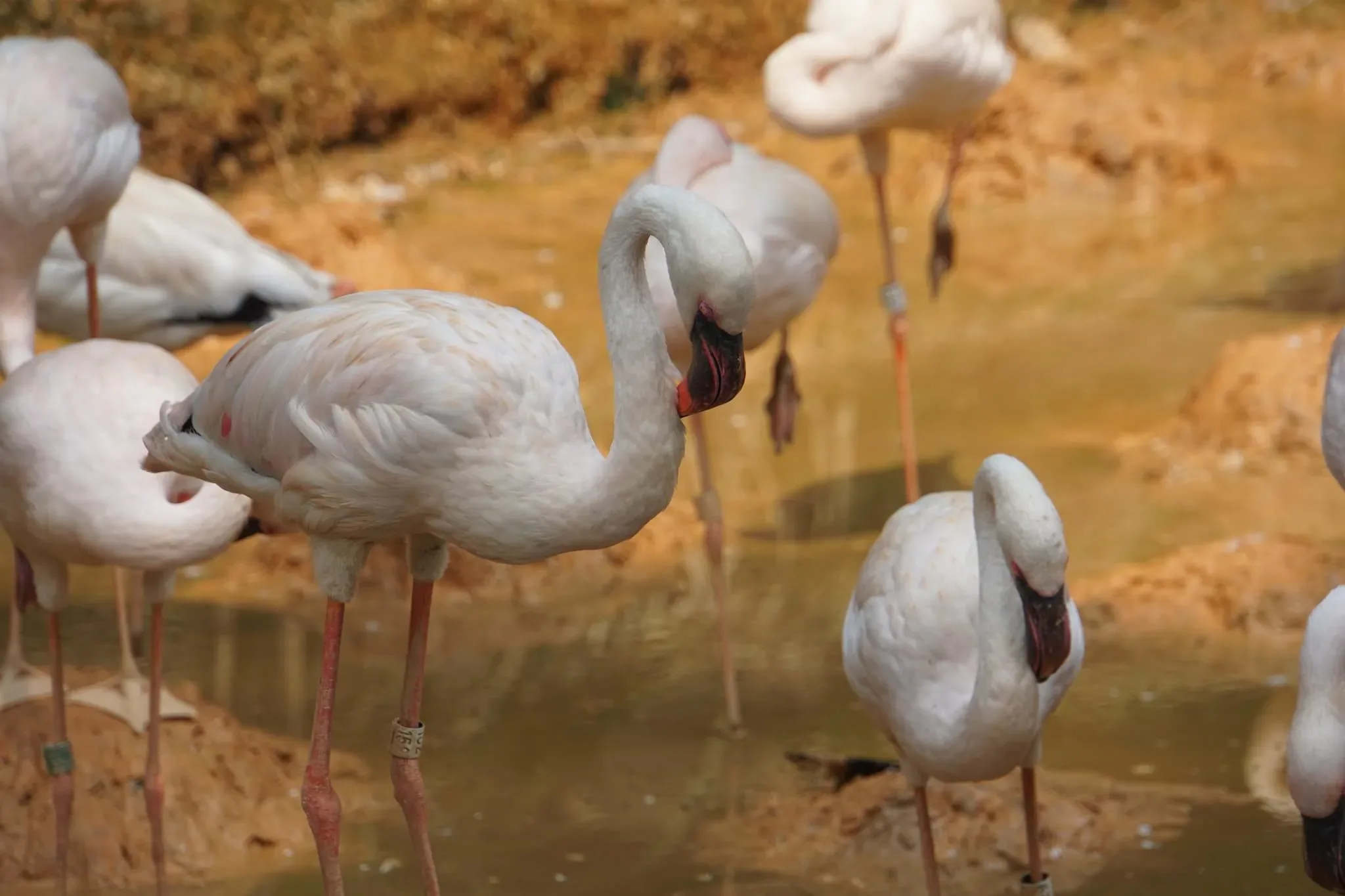 42 photos of Lesser Flamingo - FlippedNormals