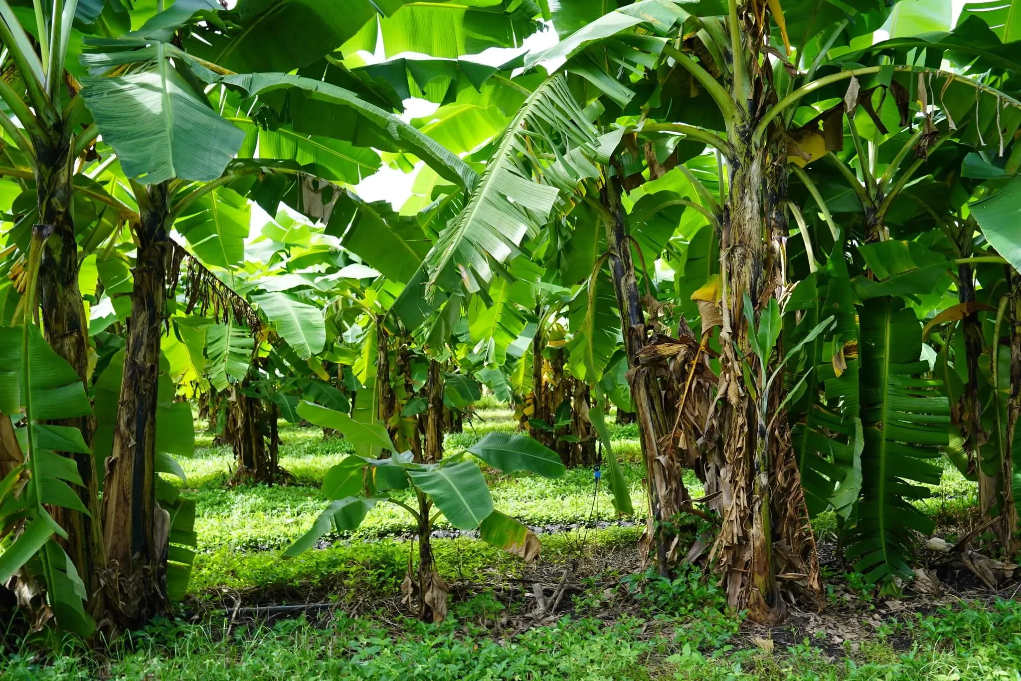 105 photos of Banana Palm Plantation - FlippedNormals