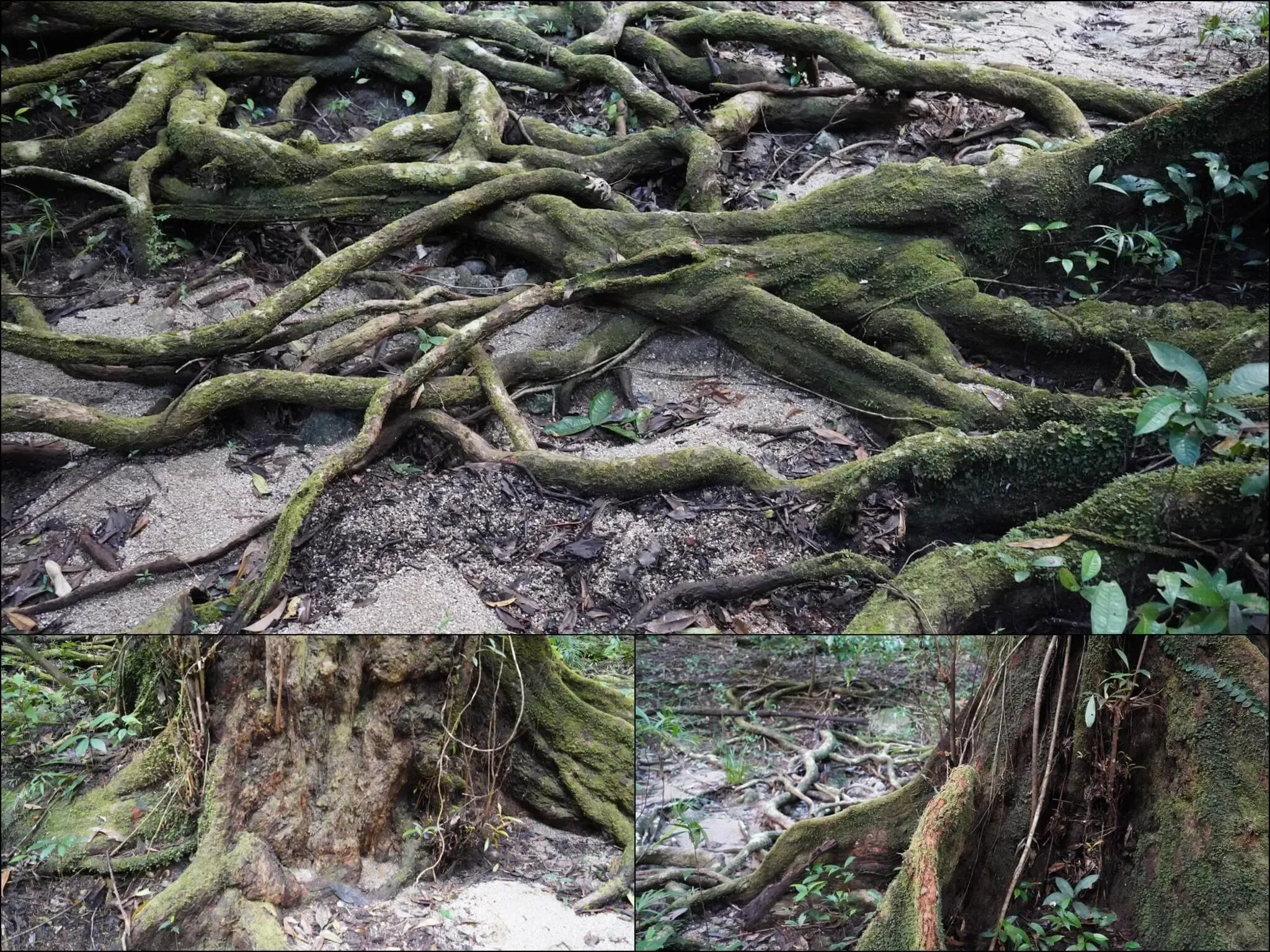 322 photos of Root Entangled Dry - FlippedNormals