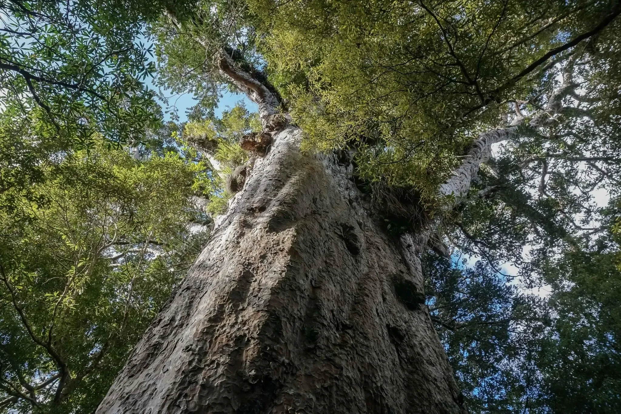 134 photos of Giant Kauri Trees - FlippedNormals
