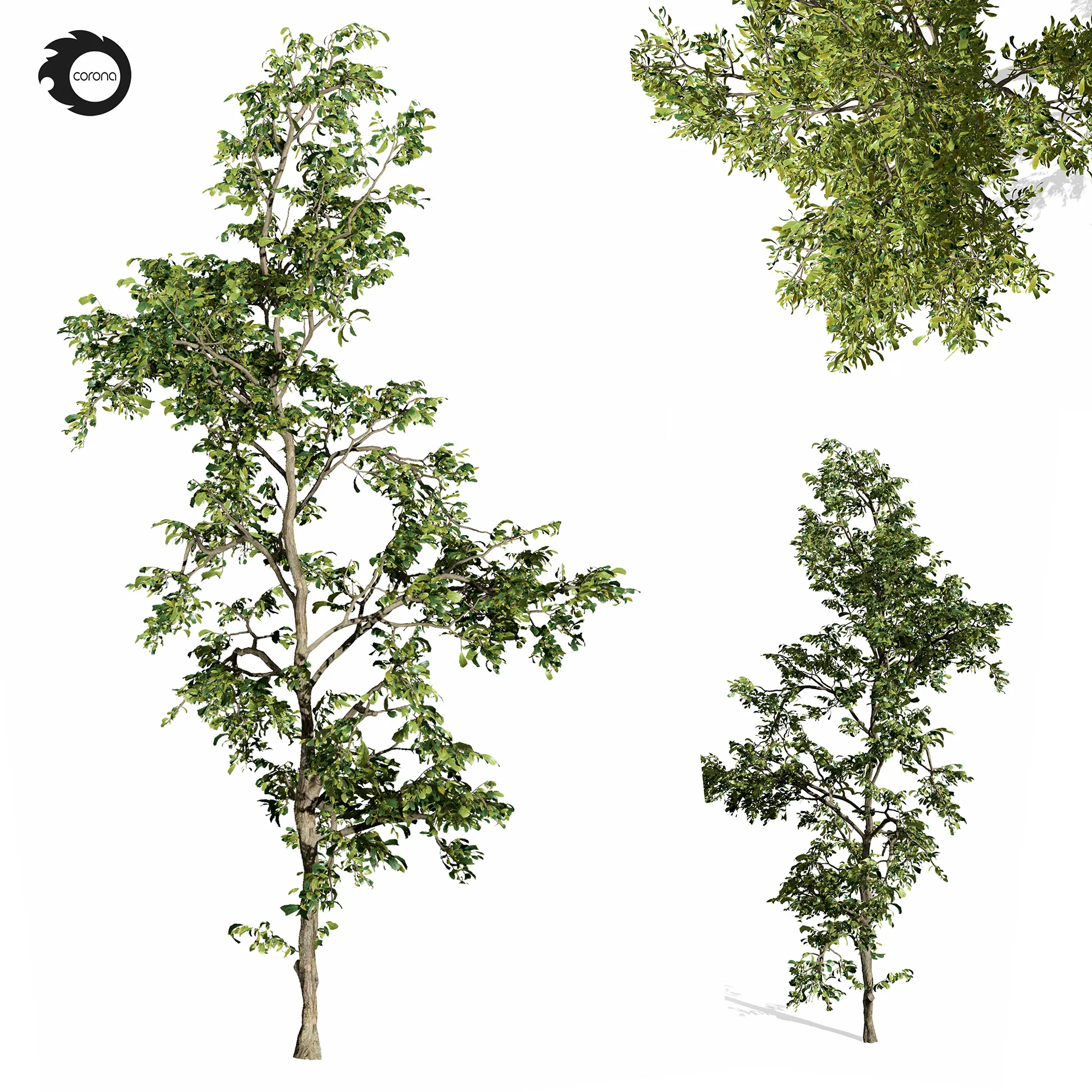 tree01 - FlippedNormals