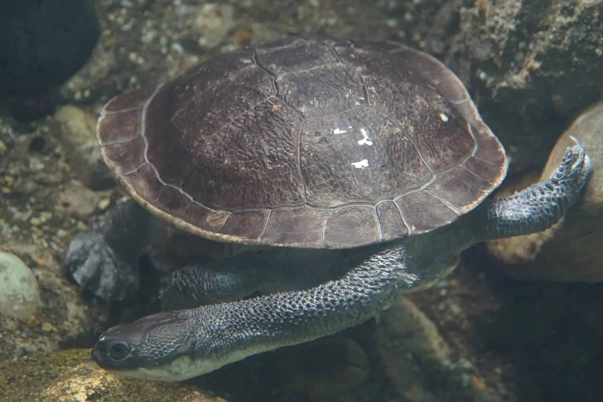 97 photos of Snake-Necked Turtle - FlippedNormals