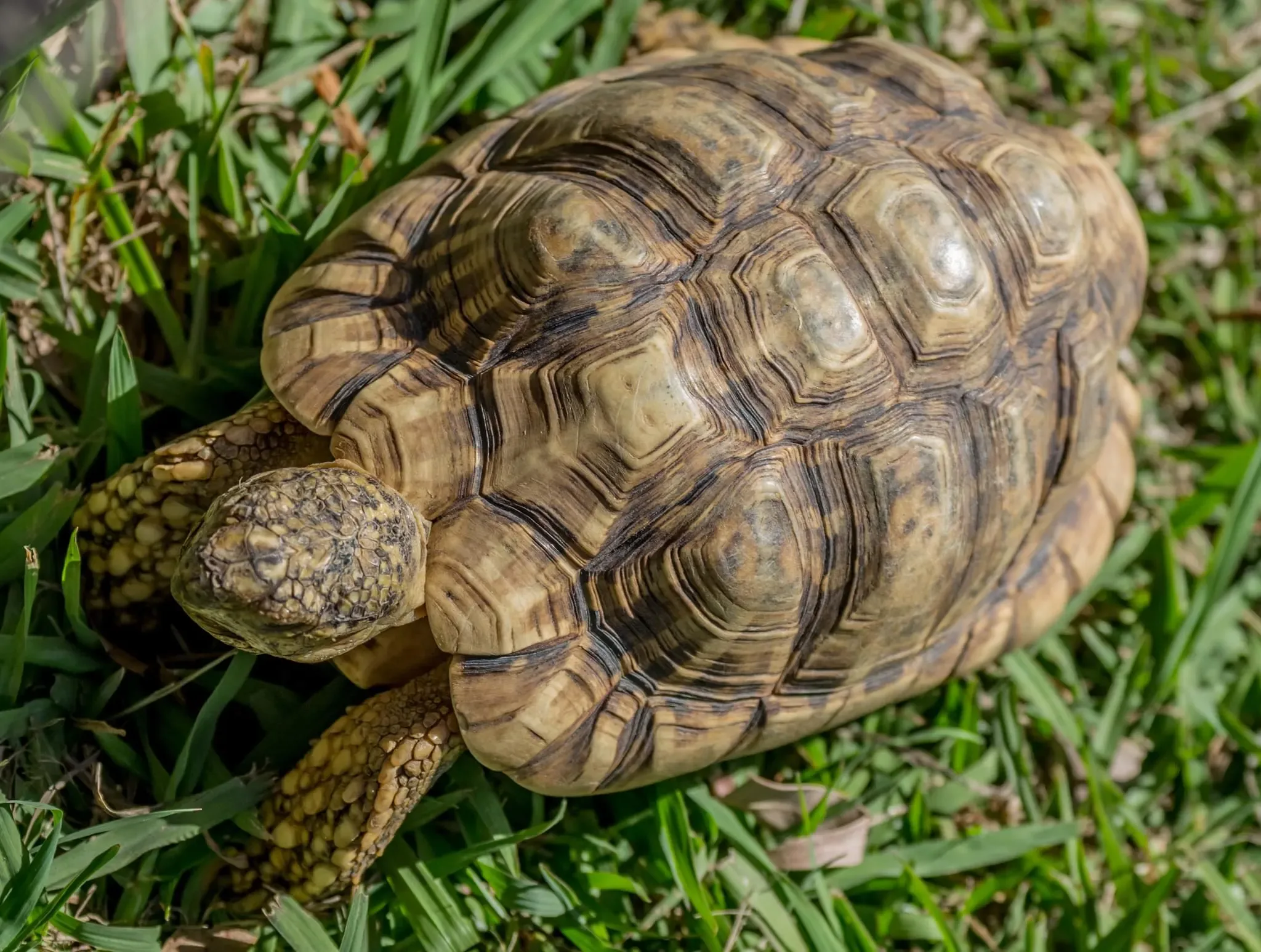 56 photos of Star Tortoise - FlippedNormals