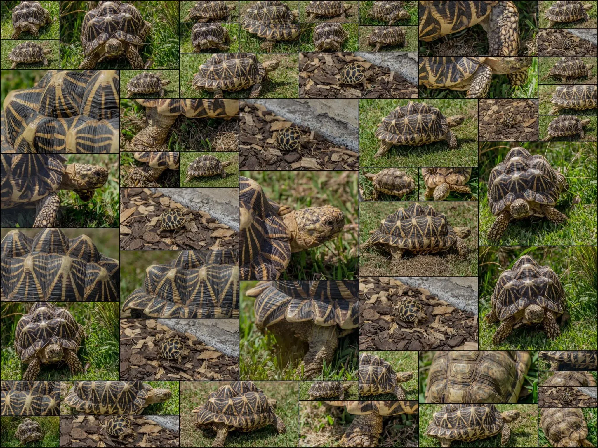 56 photos of Star Tortoise - FlippedNormals
