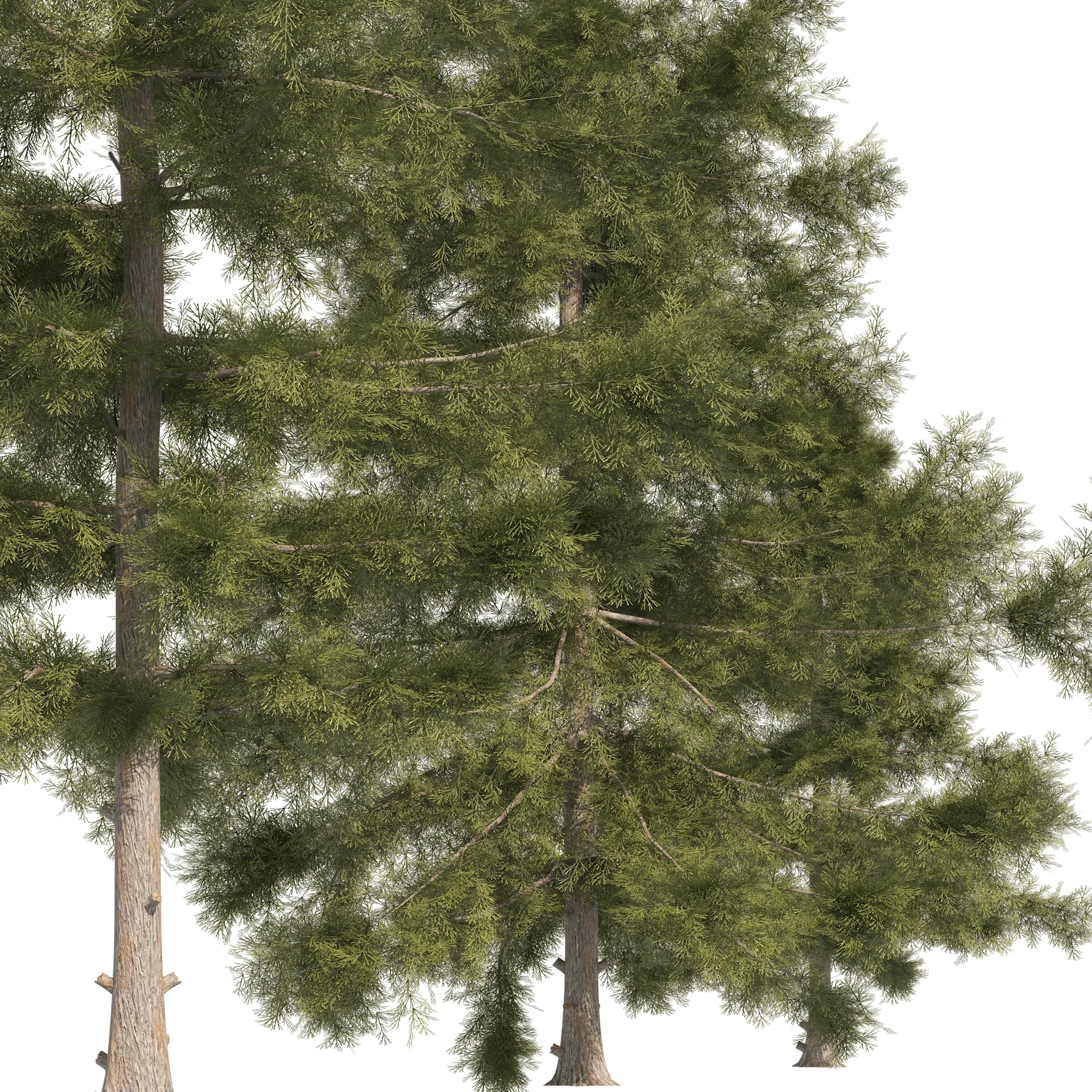 3 Cyprus Cedar Trees - FlippedNormals