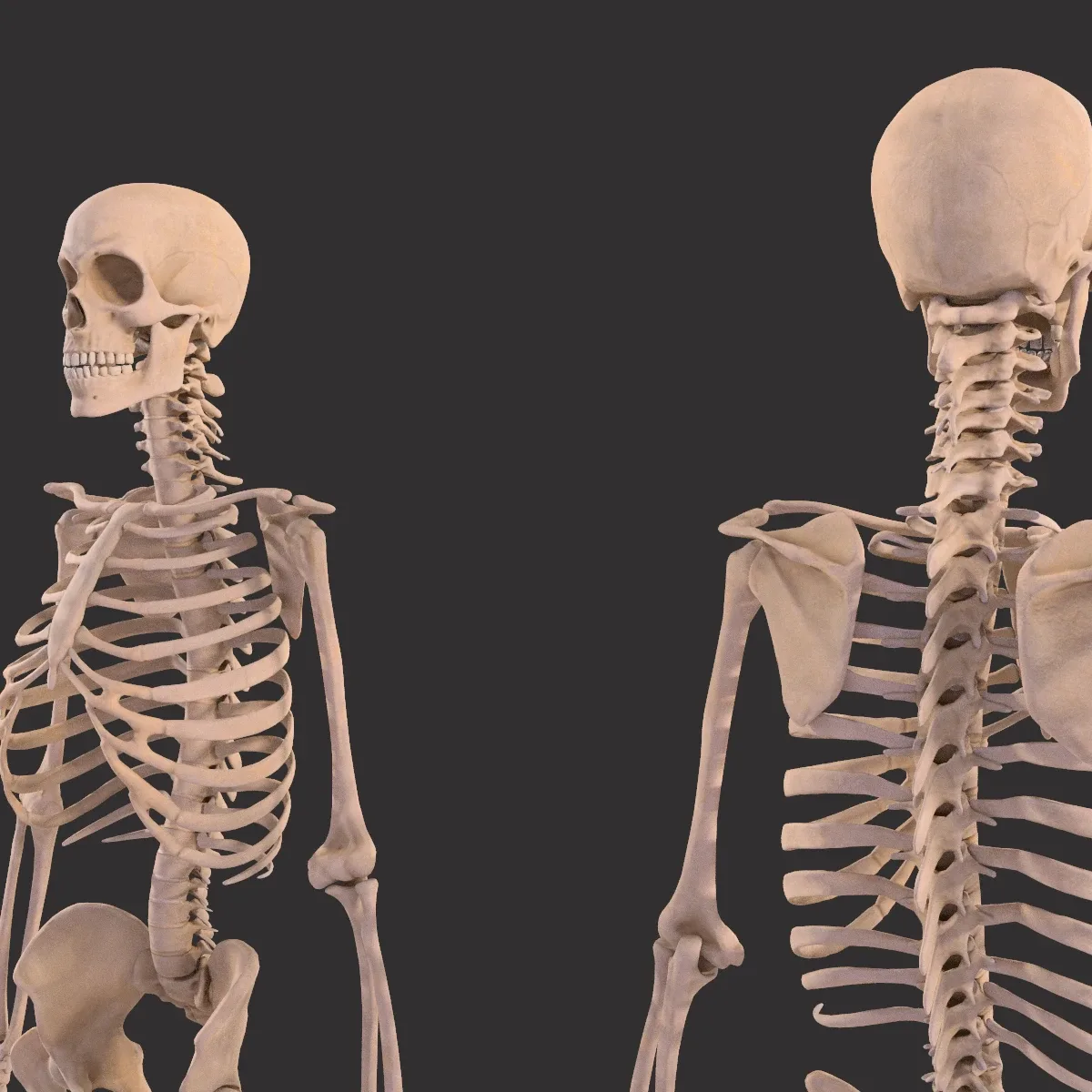 Human Skeleton and Bones - FlippedNormals