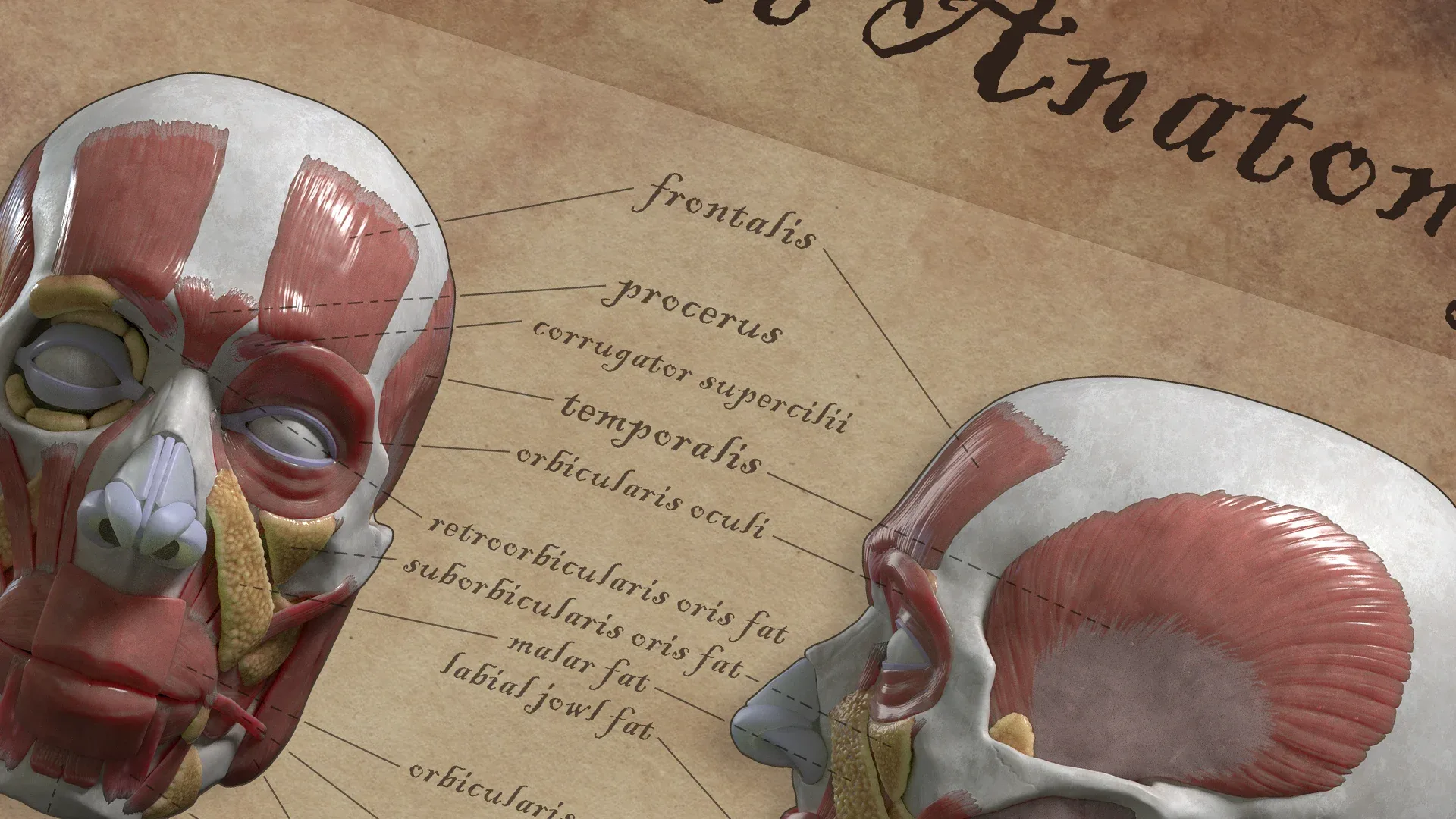 Facial Anatomy Reference Model - FlippedNormals