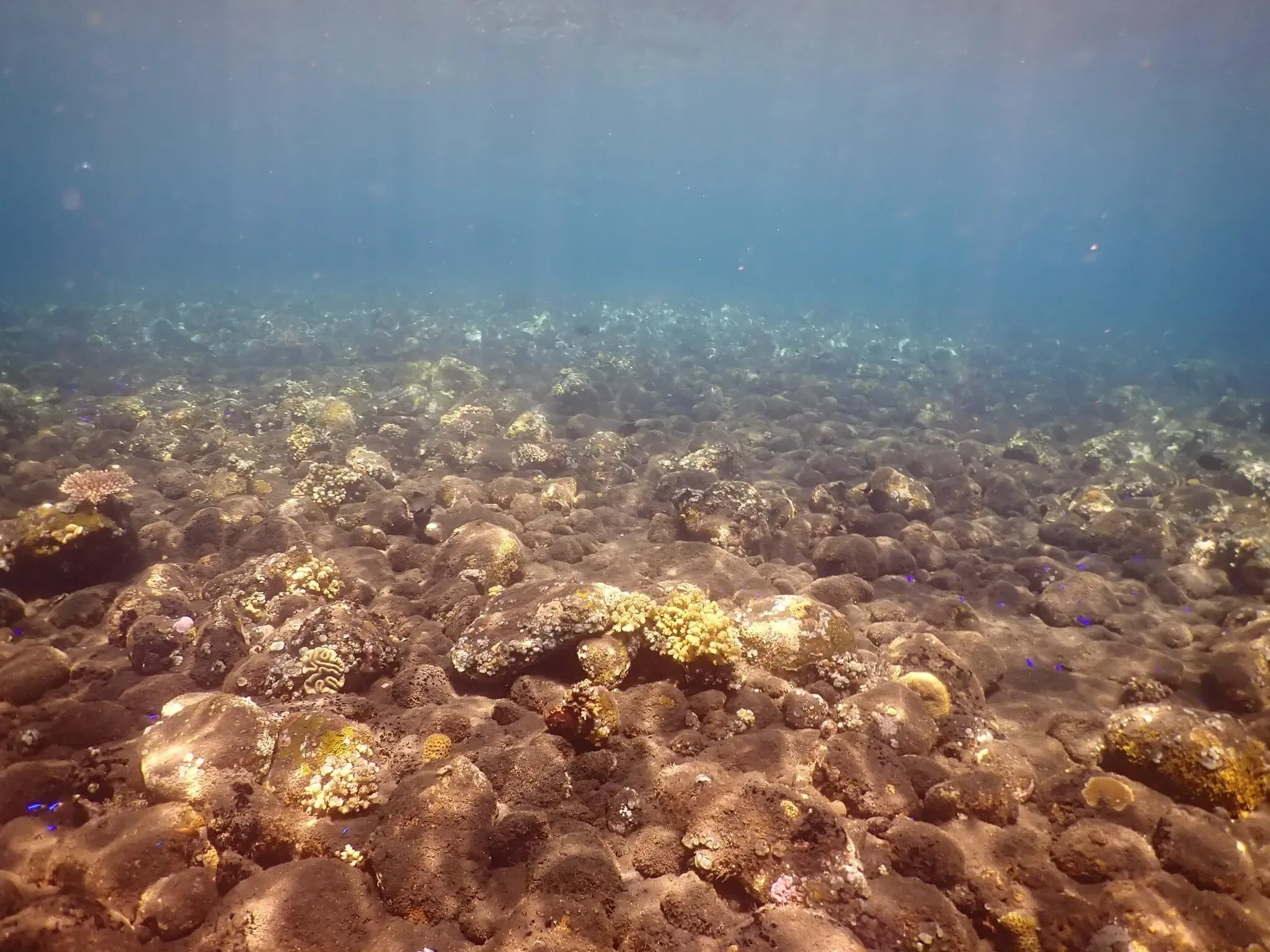 101 photos of Black Coral Spotted - FlippedNormals