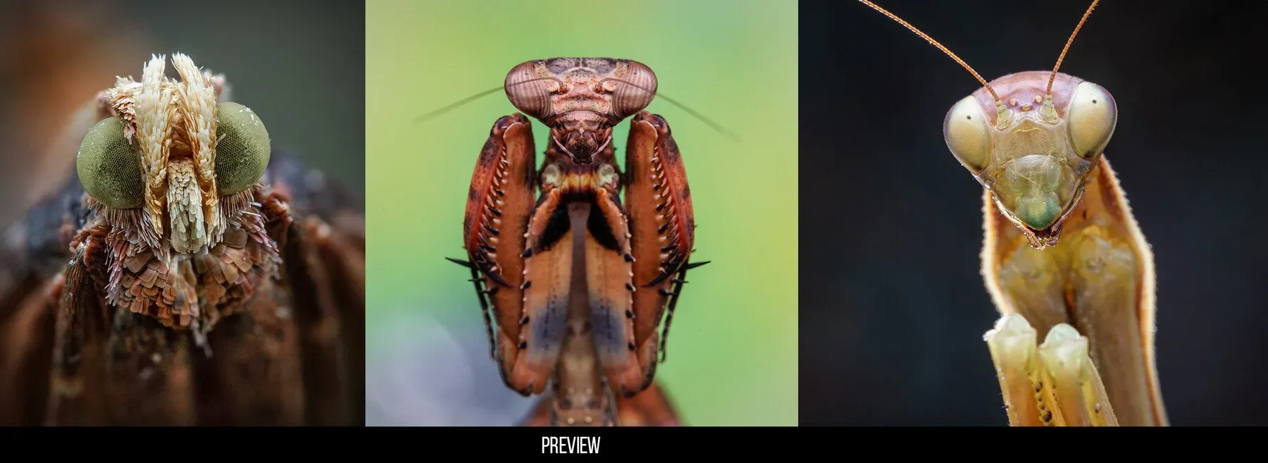 400+ Insects and Spiders Reference - FlippedNormals