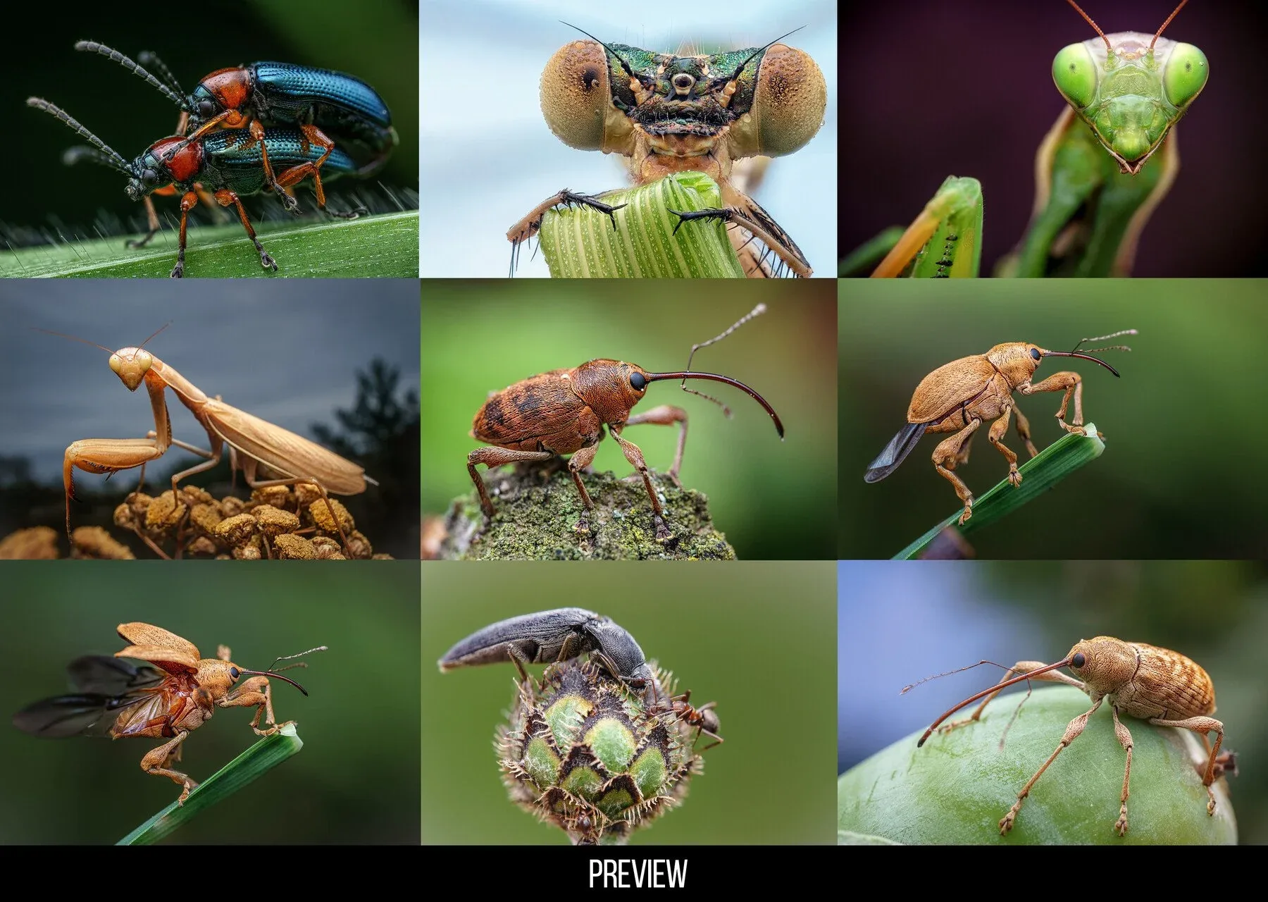 400+ Insects and Spiders Reference - FlippedNormals