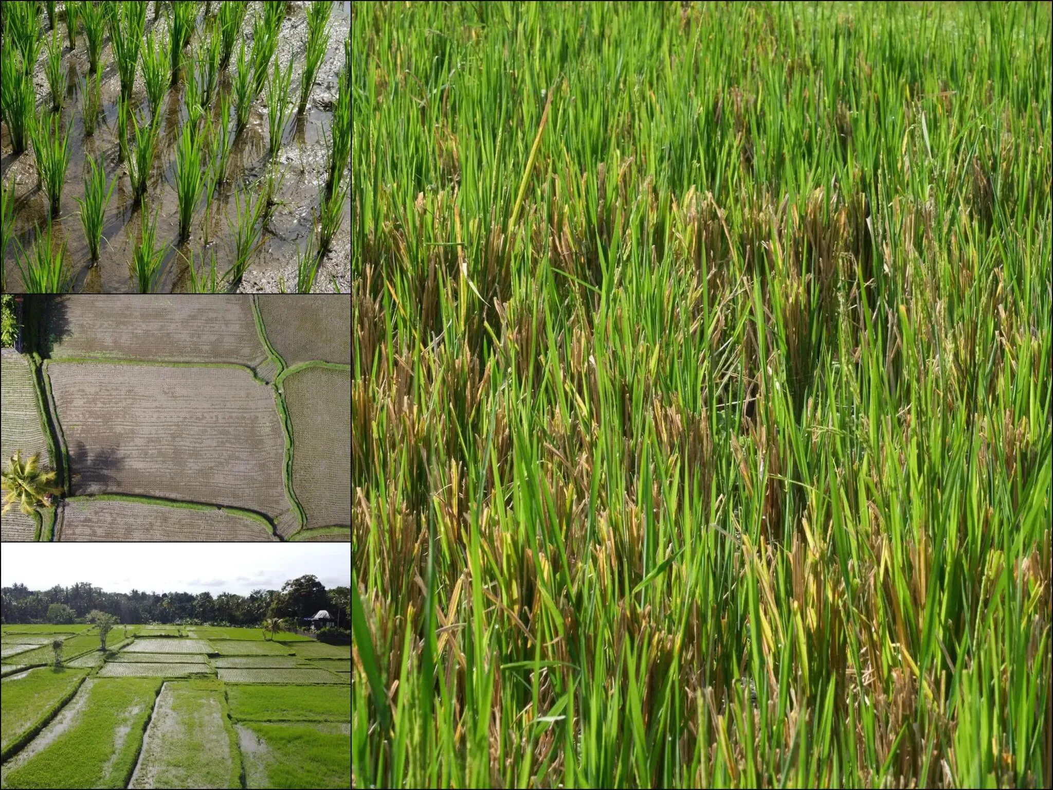 216 photos of Bali Rice Paddies - FlippedNormals