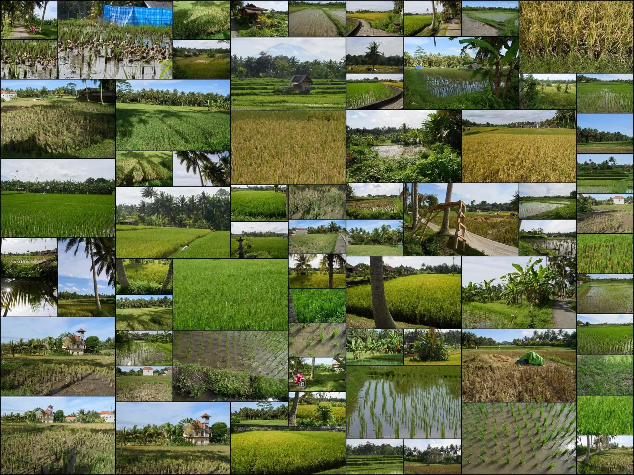 216 photos of Bali Rice Paddies - FlippedNormals