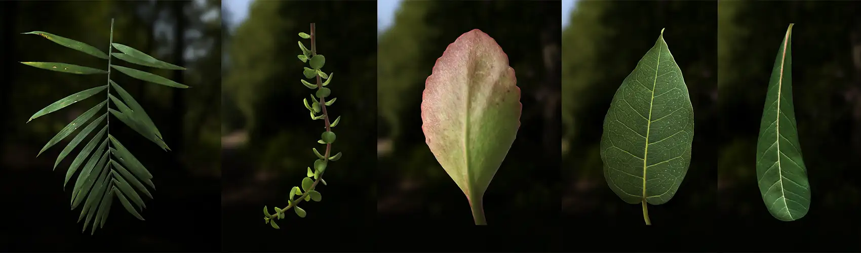 Leaf Pack- PBR Texture with Alpha - FlippedNormals