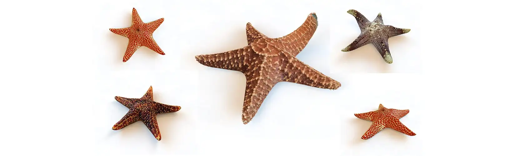 Star fish 5 type 3d model - FlippedNormals