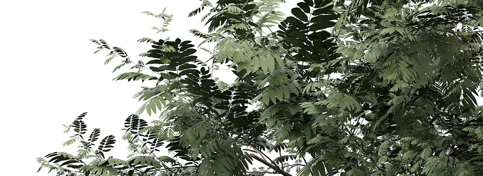 Ghaf trees of Emirates - FlippedNormals