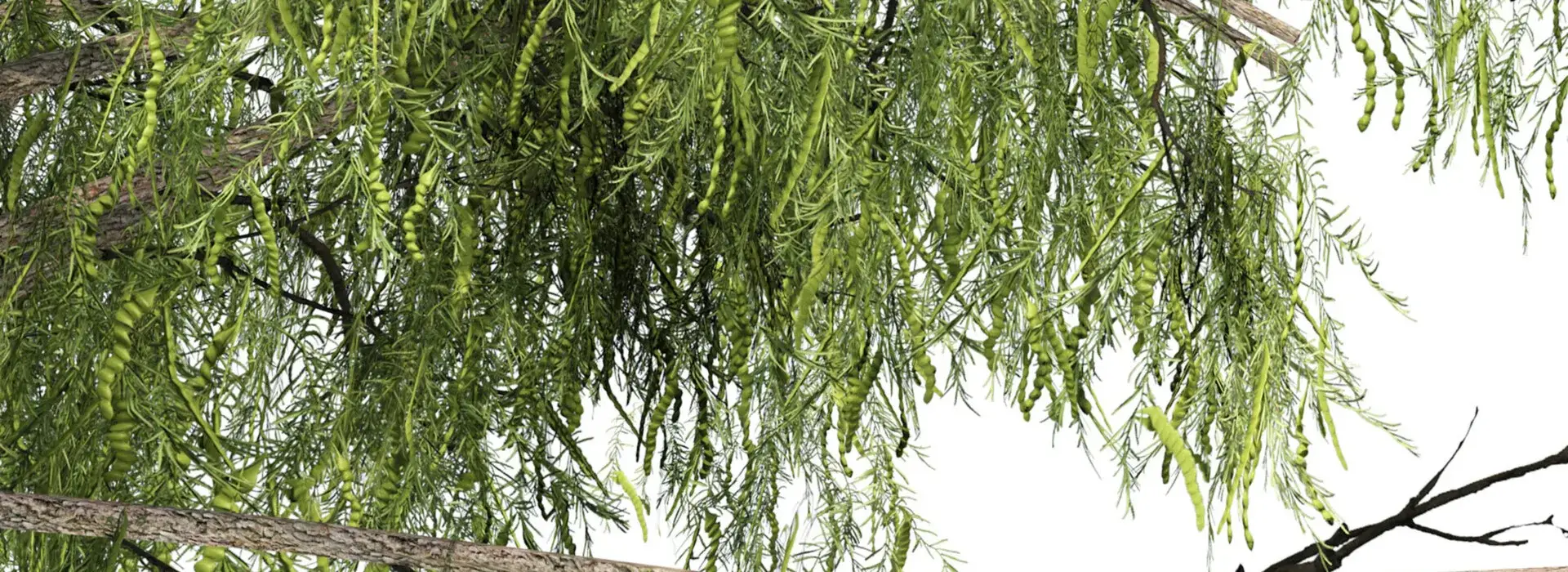 Arabian Ghaf trees of UAE - FlippedNormals