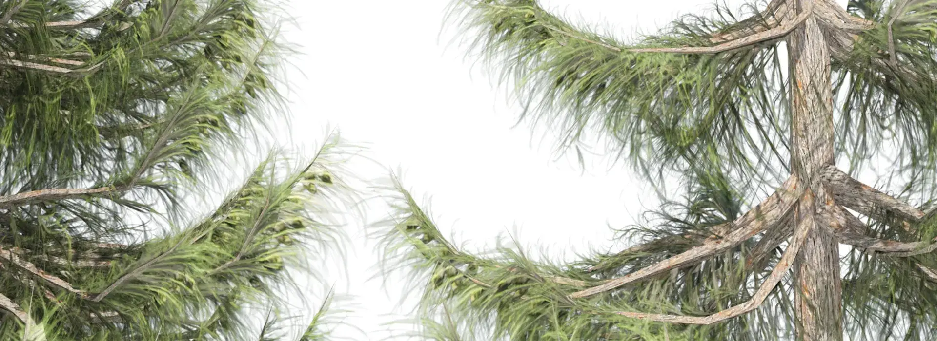 Alaska yellow cedar trees - FlippedNormals