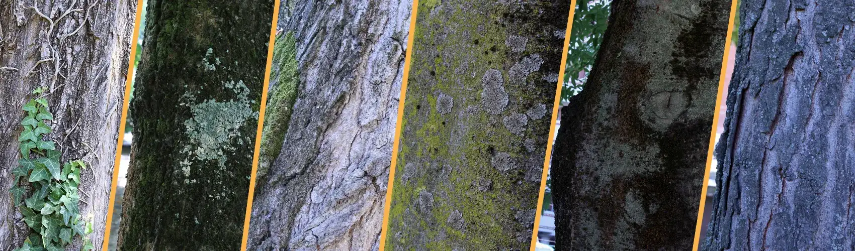 Tree trunk texture reference - - FlippedNormals