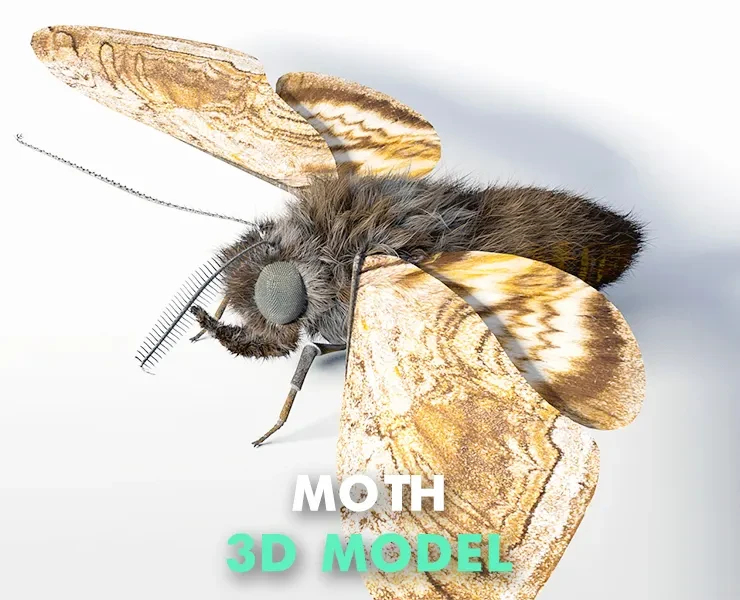Moth insects rigged 3d model - FlippedNormals
