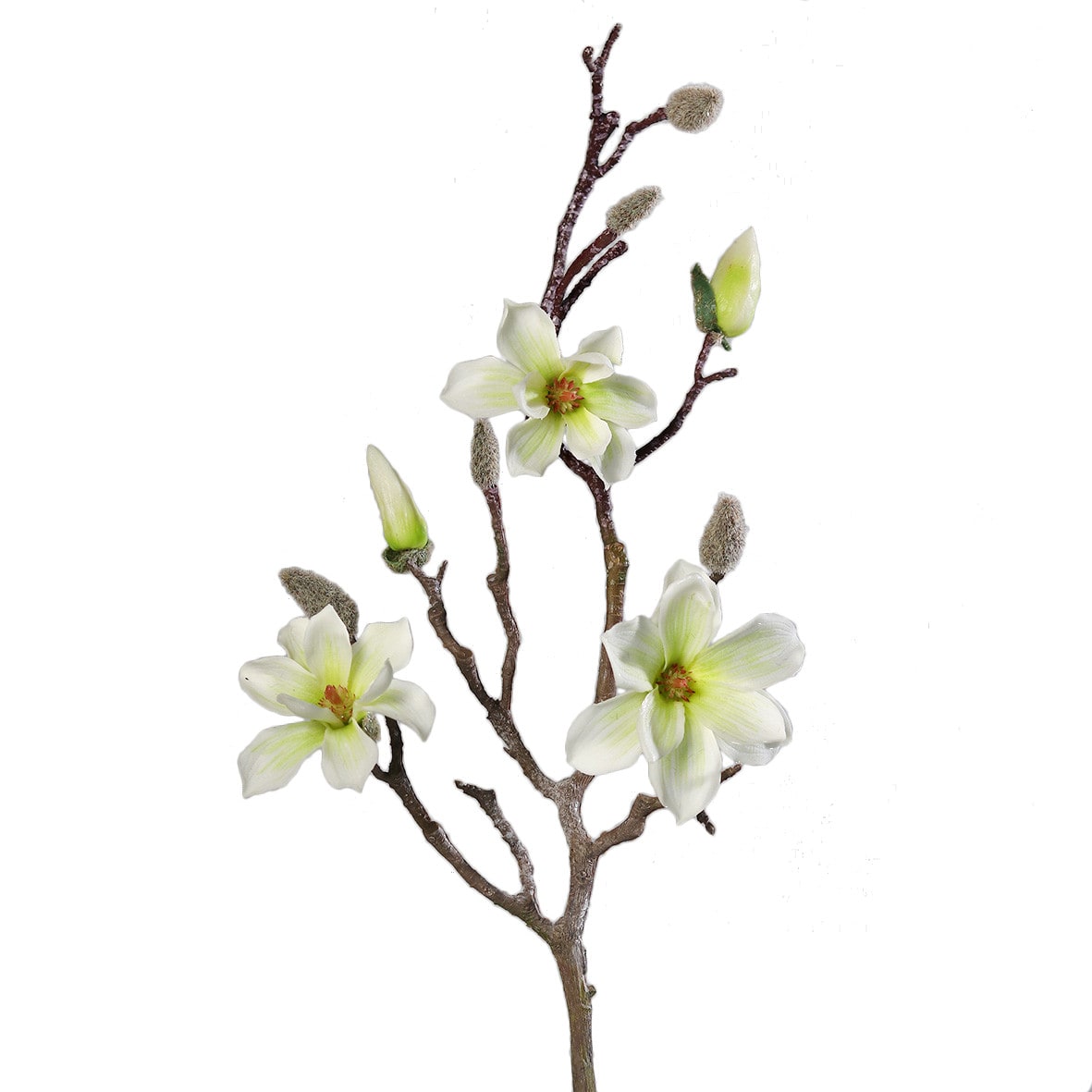 Magnolia tak | 72 cm | creme | FlowerDutchess