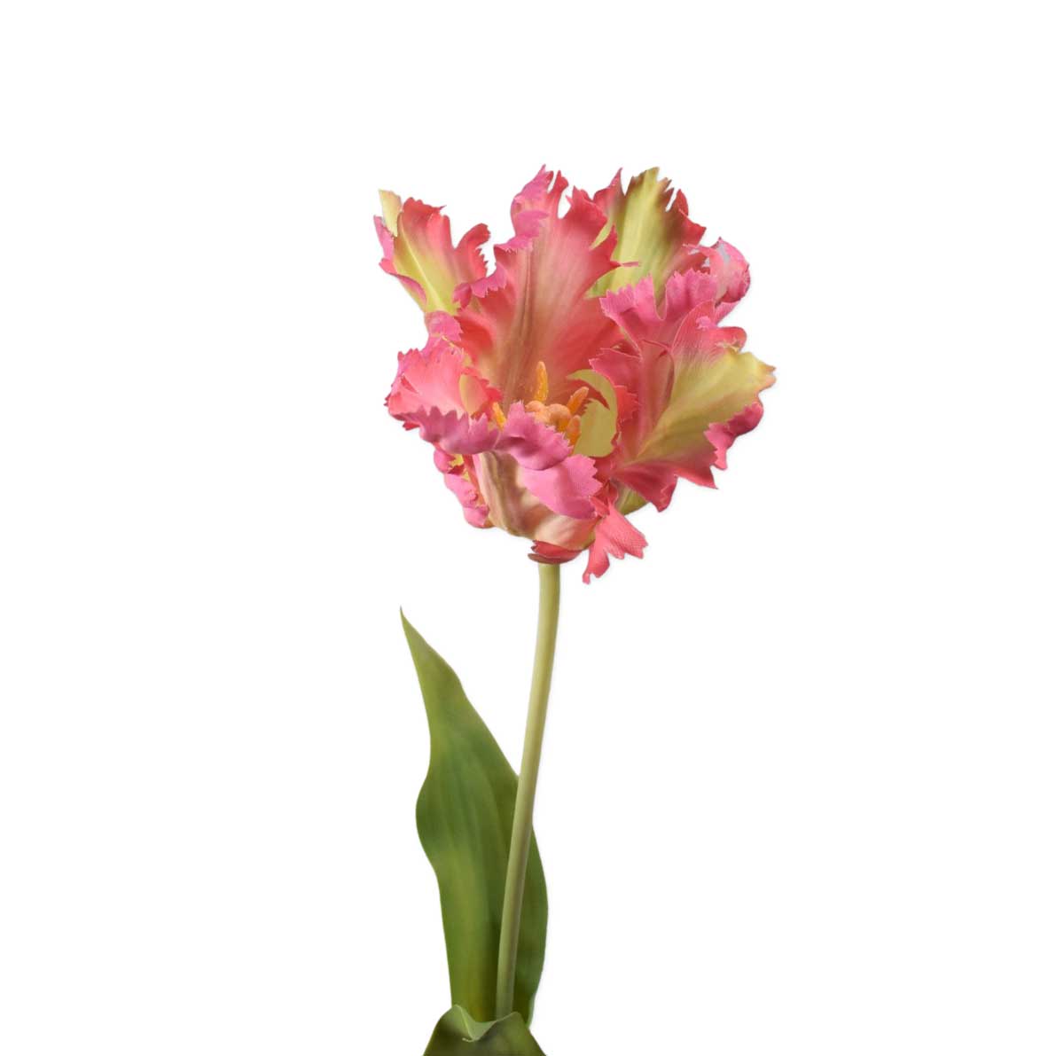 Parkiet tulp | 71 cm | roze geel | FlowerDutchess
