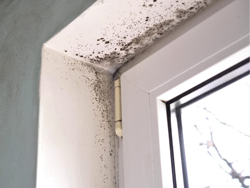 Common Glass Repair: Mold and Mildew Growth - Bravo Glazing - Sydney ...