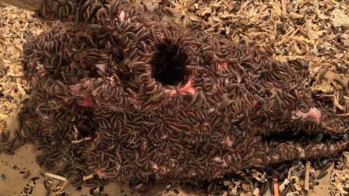 DISCOVERING | Building a Traditional Longbow Part 2 | Discover the U.P.