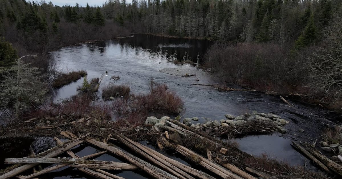 DISCOVERING | Lake Superior Smelt Decline & 1800's Log Dam Trout ...