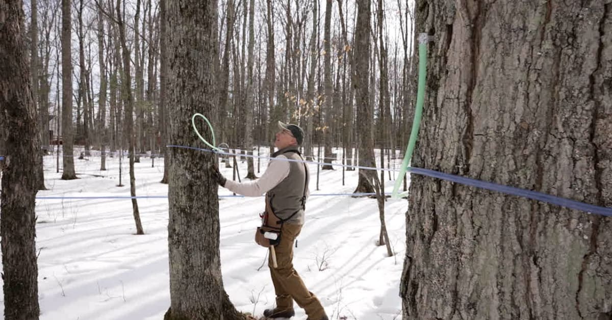 DISCOVERING | Tapping Maple Trees | Discover the U.P.
