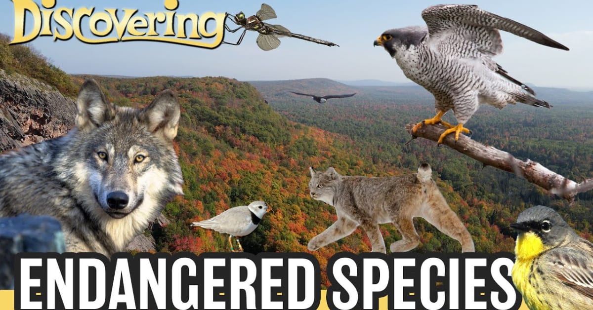 DISCOVERING | Endangered Species Act | Discover the U.P.