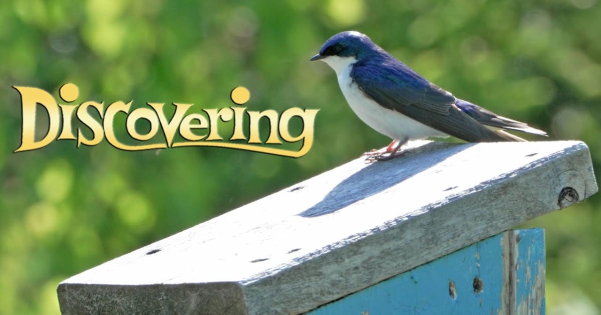 U.P. Deer Management & Bird Boxes | DISCOVERING | Discover the U.P.