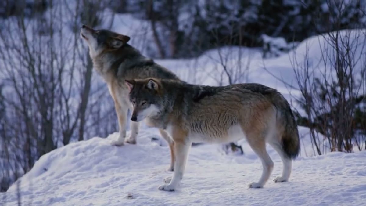 DISCOVERING | Big Buck Night 2023 | Discover the U.P.