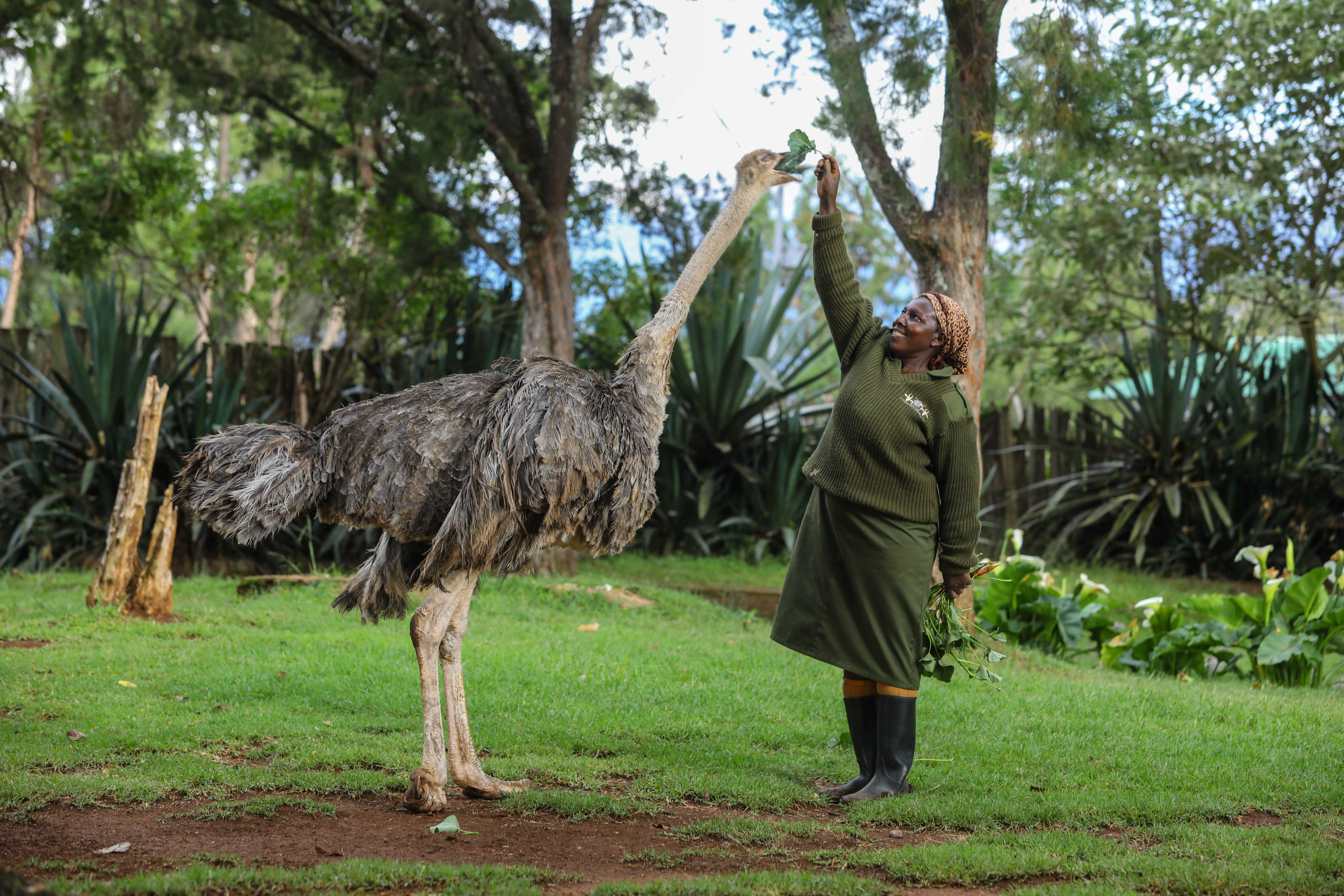 Mount Kenya Wildlife Conservancy