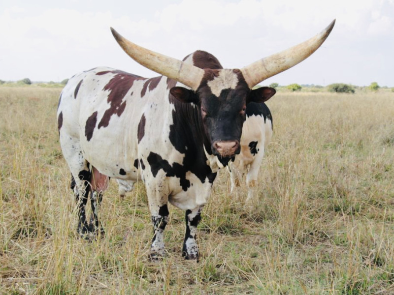 Basotho Lodge at Emoya Estate - Swop and Stay