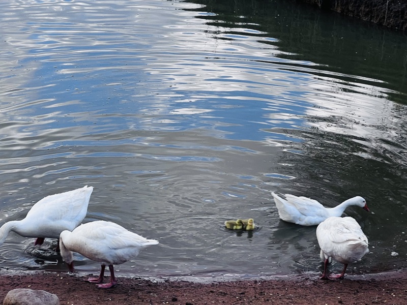 Basotho Lodge at Emoya Estate - Swop and Stay
