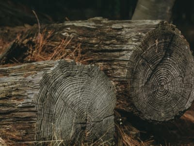 THE WATTLE COMPANY | Zimbabwe Forestry Magazine