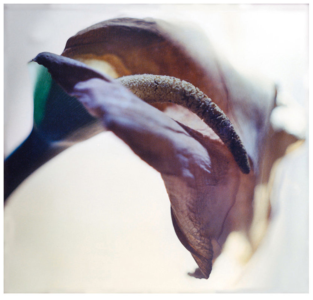 Leanette Botha - Artists Profile on Cape Palette