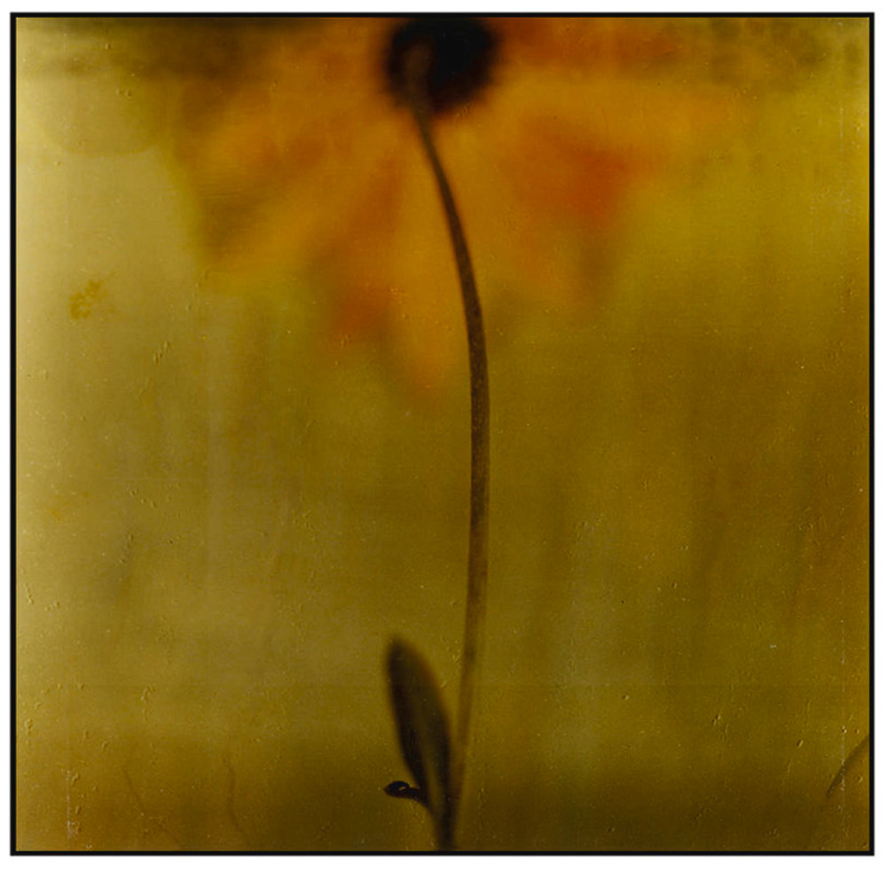 Leanette Botha - Artists Profile on Cape Palette