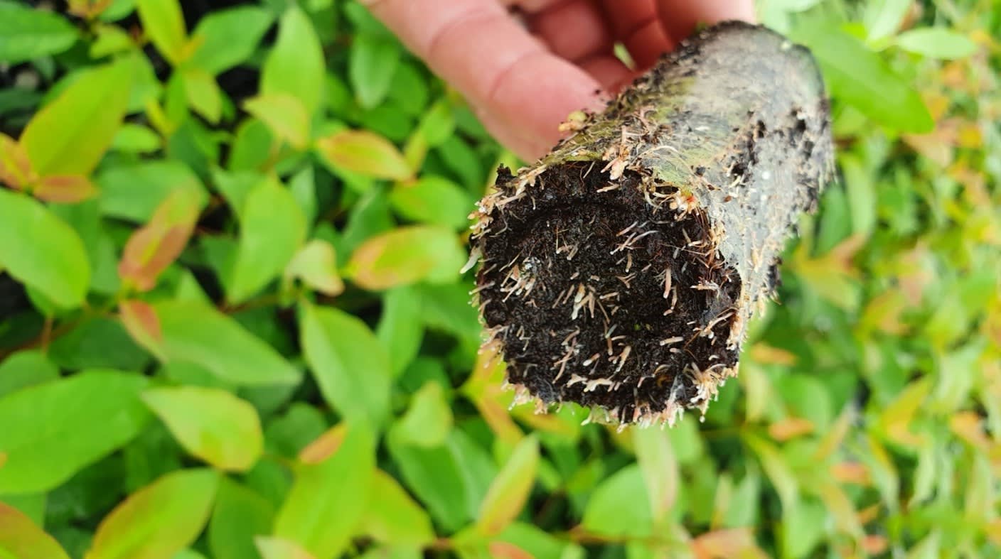 Using BCC's FiberCell paper for quality forestry seedlings and cuttings ...