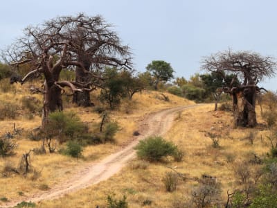 Zimbabwe's Tree of the year: The African Baobab | Zimbabwe Forestry ...