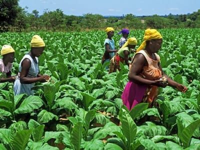 SUSTAINABLE AFFORESTATION ASSOCIATION TIMBER ON THE RISE | Zimbabwe ...