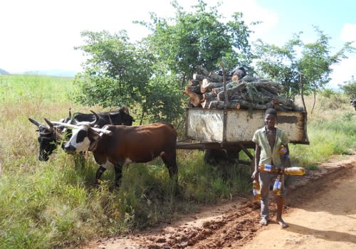 SUSTAINABLE AFFORESTATION ASSOCIATION TIMBER ON THE RISE | Zimbabwe ...