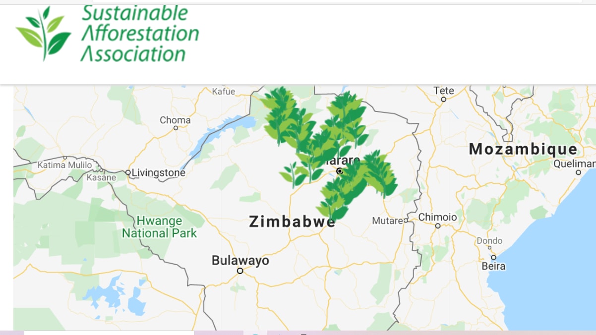 SUSTAINABLE AFFORESTATION ASSOCIATION TIMBER ON THE RISE | Zimbabwe ...