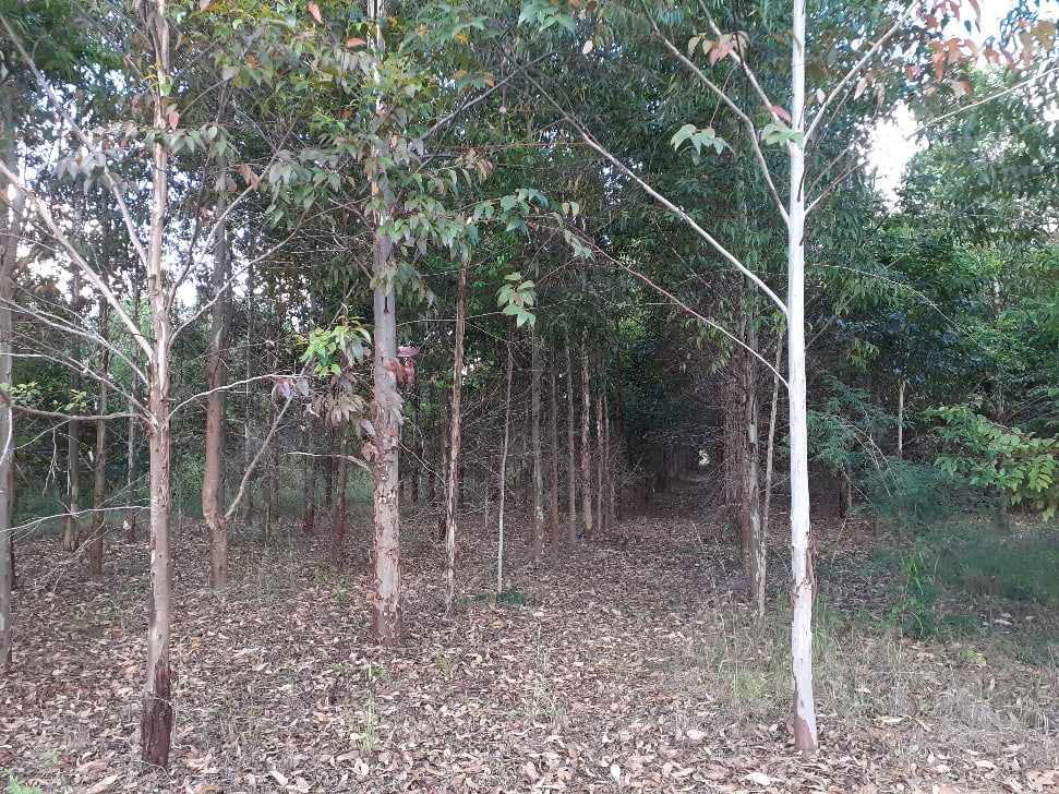 SUSTAINABLE AFFORESTATION ASSOCIATION TIMBER ON THE RISE | Zimbabwe ...