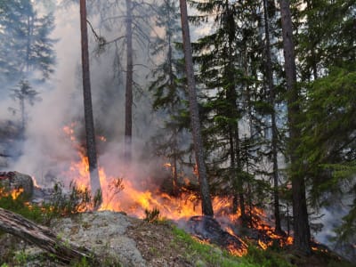 TOP-RANKED RISKS IN 2021 FIRE SEASON | Zimbabwe Forestry Magazine
