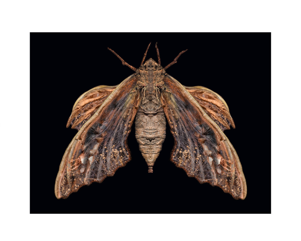 Retha Buitendach - Artists Profile on Cape Palette