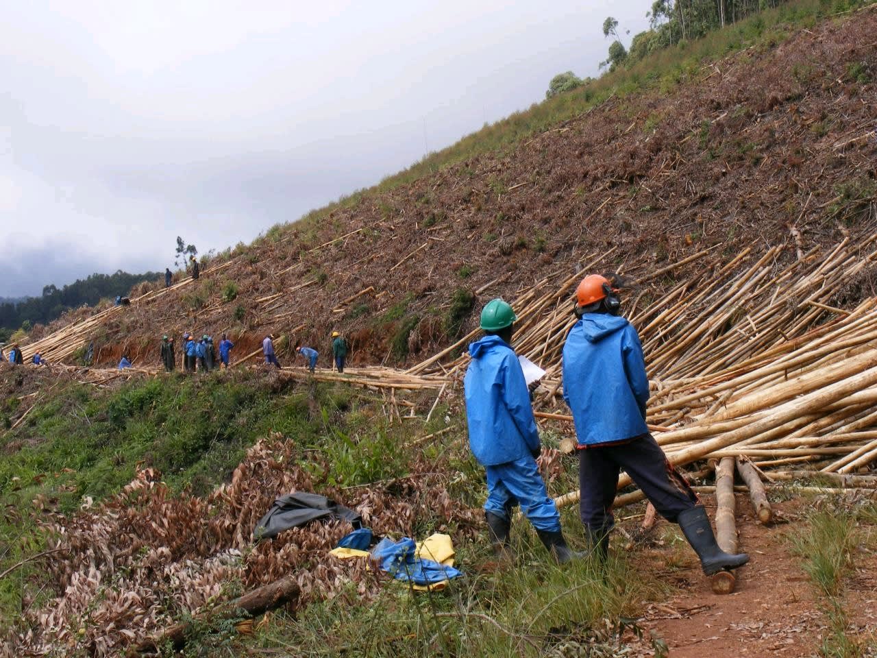 FSC CERTIFICATION ON THE CARDS : CMO ESTABLISHING IN ZIMBABWE ...