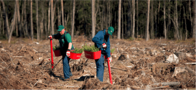 Manual planting with Pottiputki –planting tube | Forsilvitech